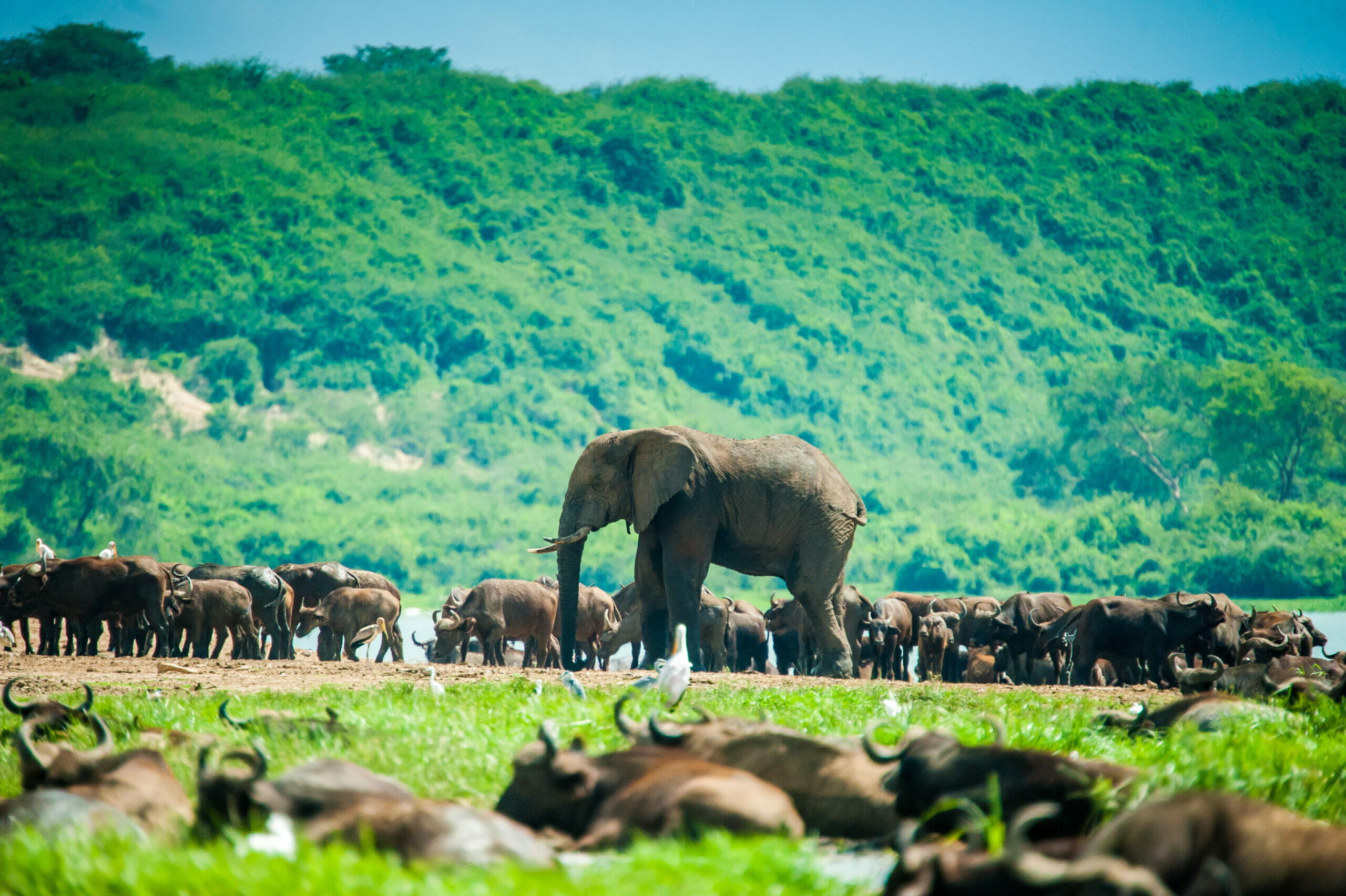 About Us | Msafiri Tours Msafiri tours is a specialist Uganda tours company