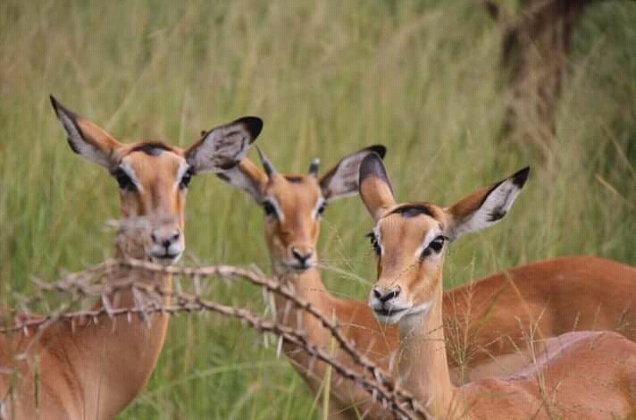 Uganda safari photo gallery