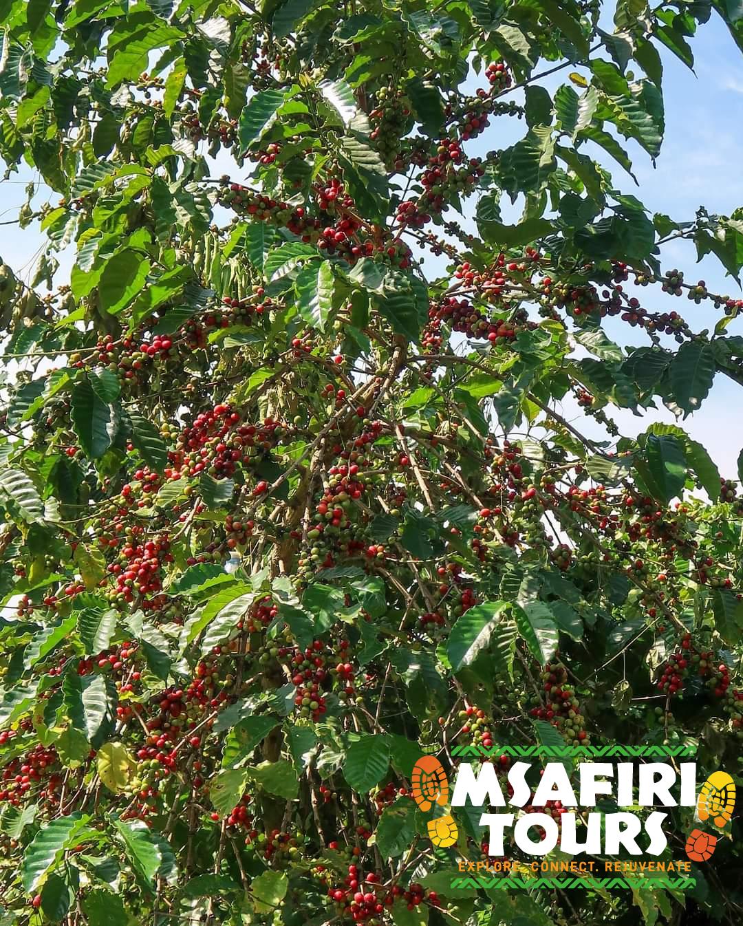 1 day Uganda coffee tour