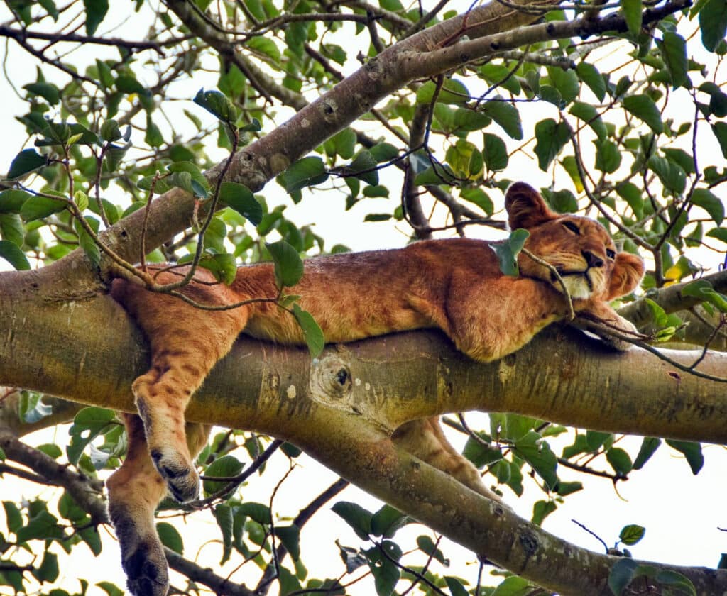 Msafiri Tours | Experiential Tours, Gorilla Tours & Africa Safari Tours