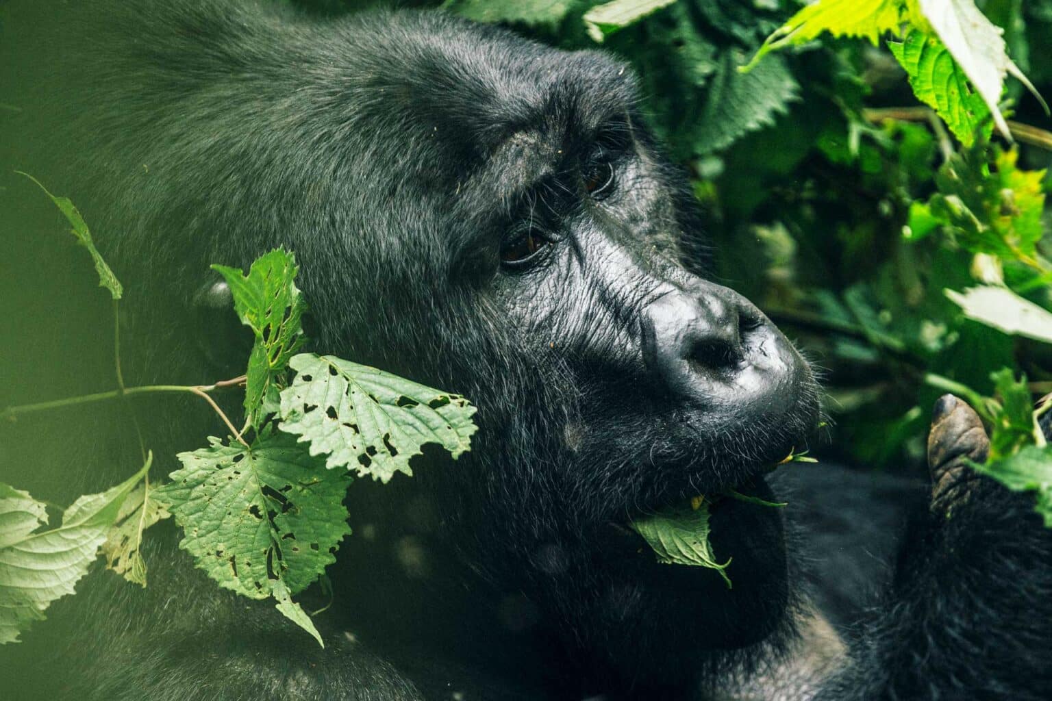 8-Day Uganda Gorilla Trekking Safari